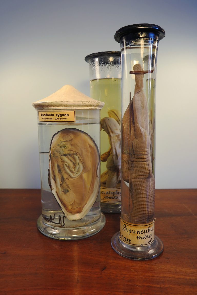 Antique Collection of Wet Specimen 2 – Dead Cat Curiosities