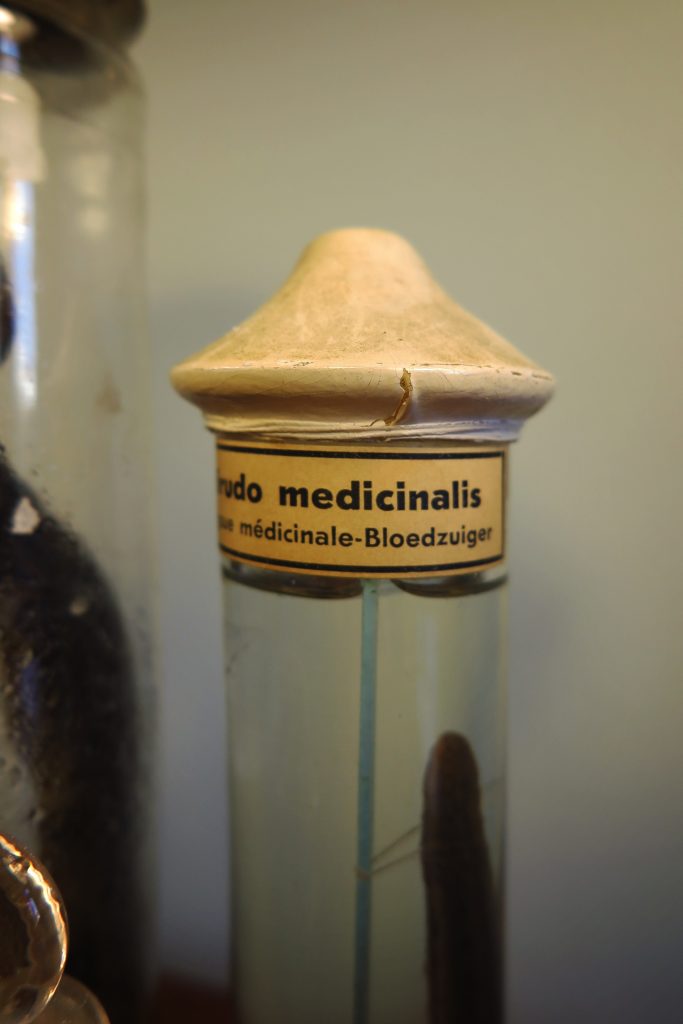 Antique Collection of Wet Specimen 1. – Dead Cat Curiosities